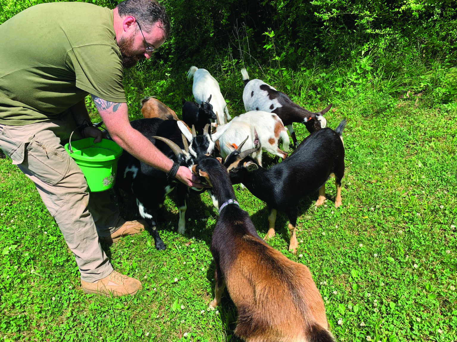 Goats kill kudzu in MC Woods - The Highland Echo
